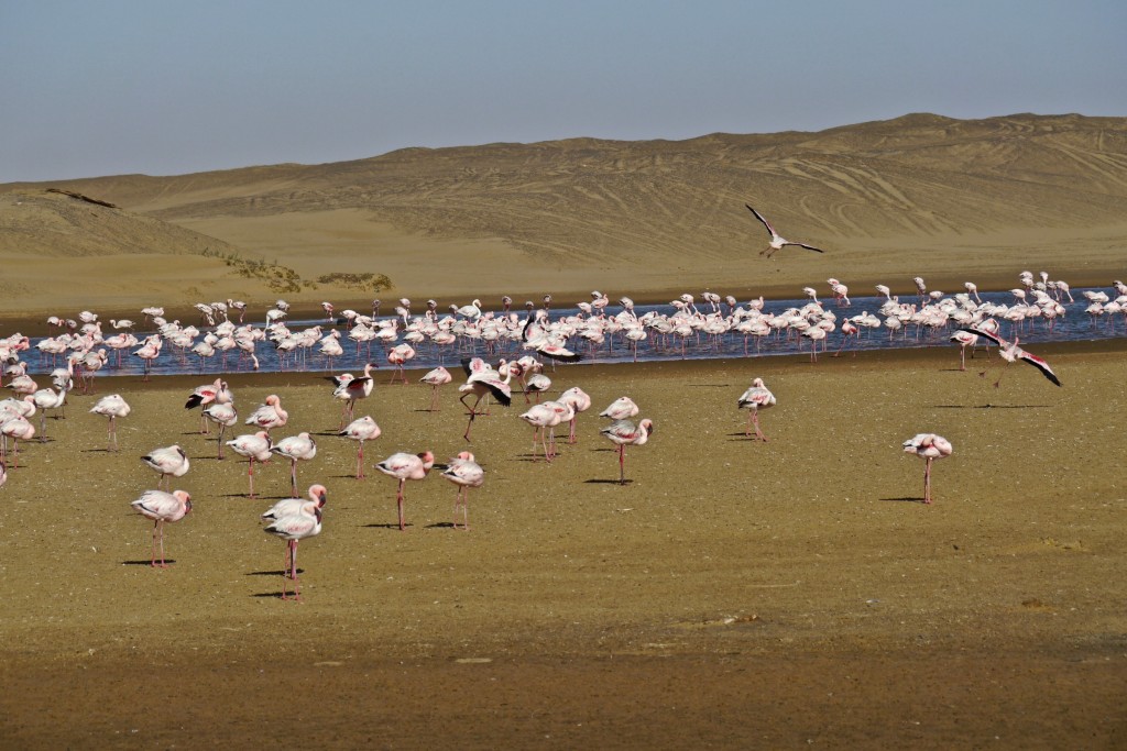 The Skeleton Coast in Namibia: What to Expect - Erika's Travels