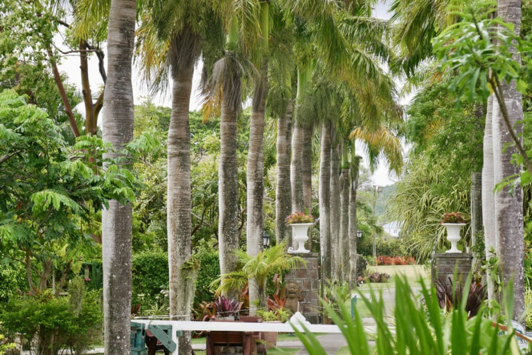 Saint Kitts and Nevis: An Island Guide - Erika's Travels